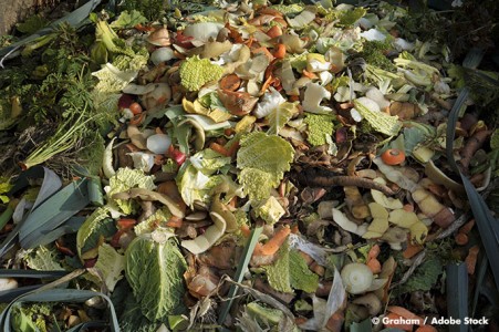 Using Insects to Process Food Waste